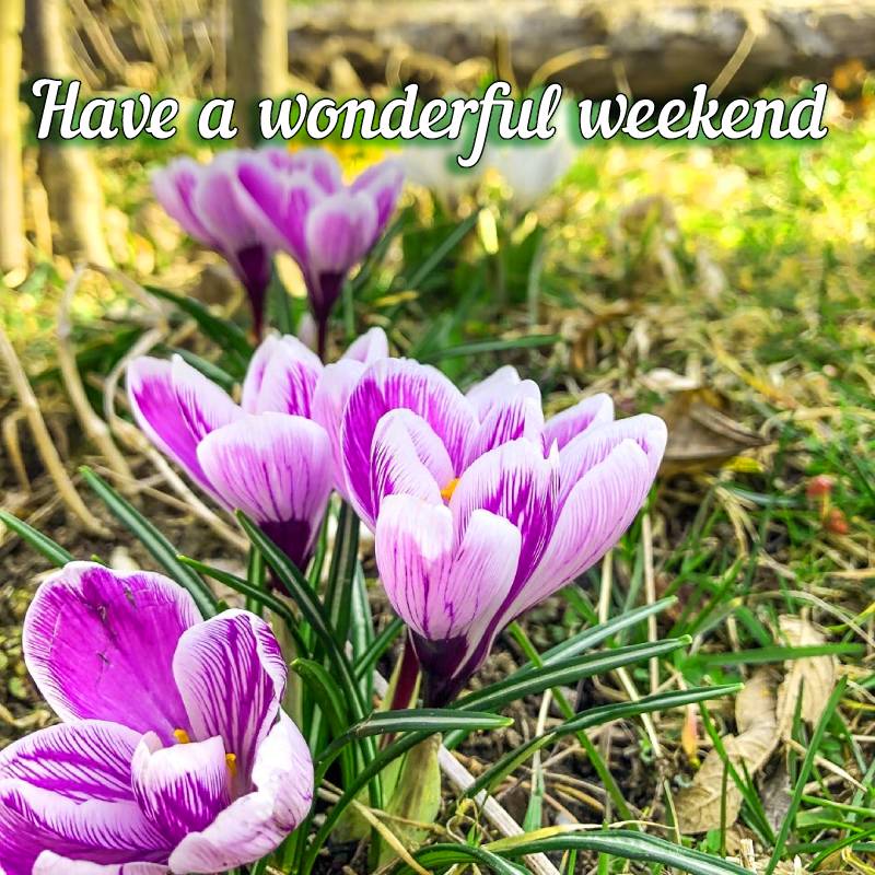 Have A Nice Weekend Flowers