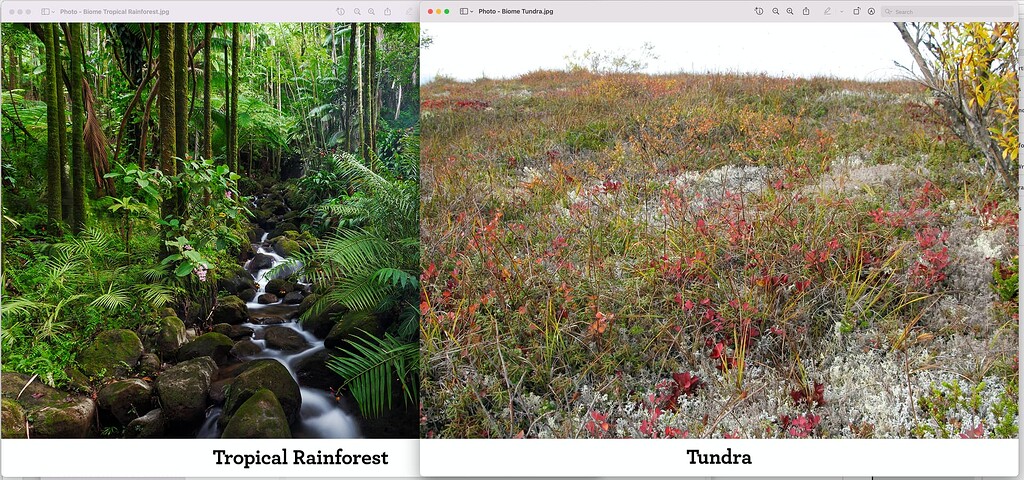 Indesign - images placing/displaying differently? - Software - Graphic ...